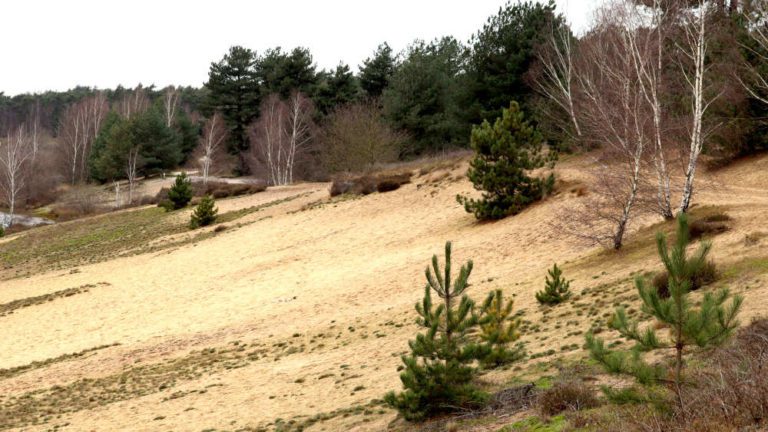 Wandelroute Rondje Reindersmeer, Maasduinen - Bestemming Buitenlucht