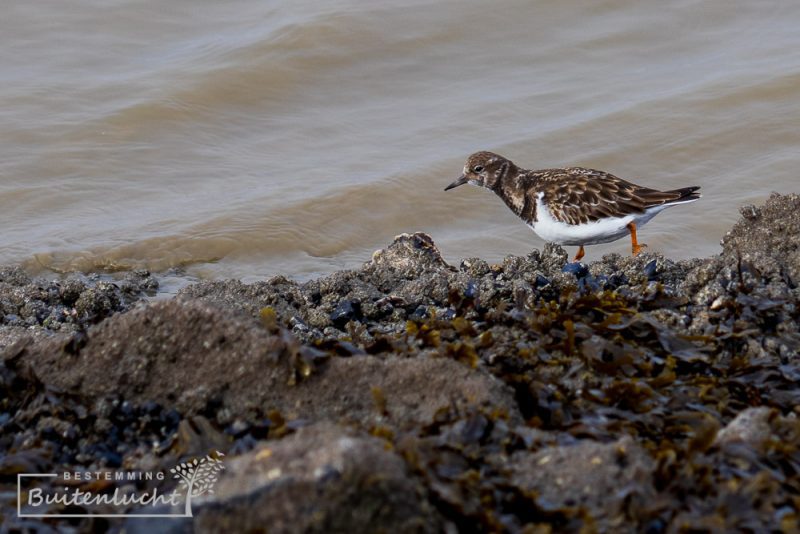 Wandelen langs de Waddenzee: Paesens-Moddergat-Wierum - Buitenlucht