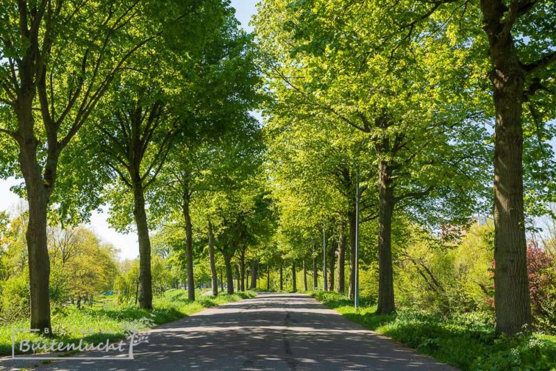 Groen op Zuid: de meest groene wandeling van Rotterdam