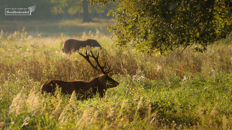 Edelherten in het Weerterbos: op excursie in de bronsttijd
