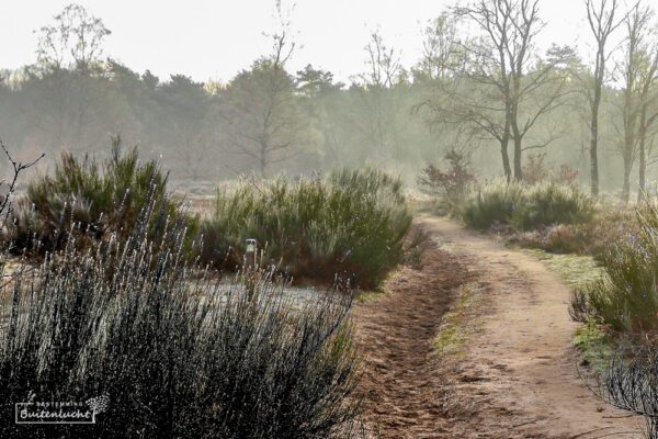 Bomenpark Heesch: wandelen in de Maashorst