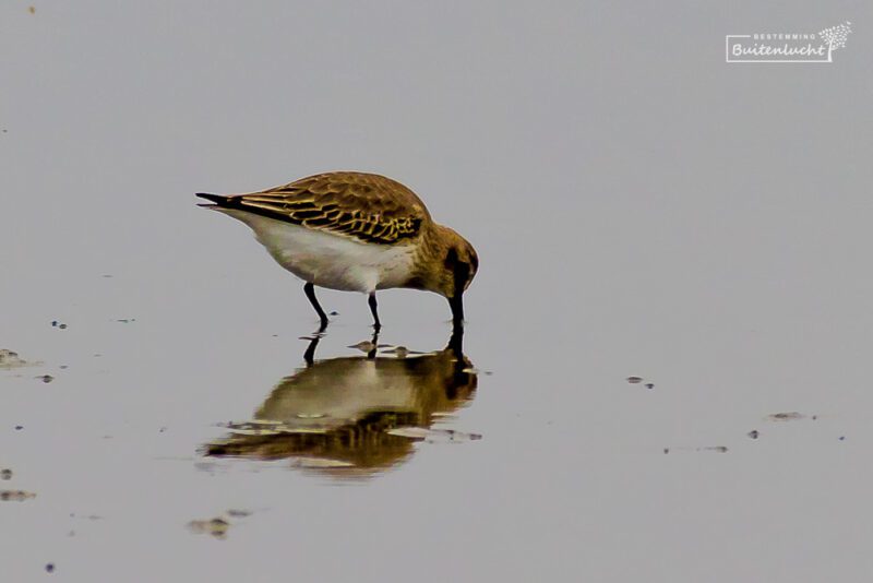 Wandelen langs de Waddenzee: Paesens-Moddergat-Wierum
