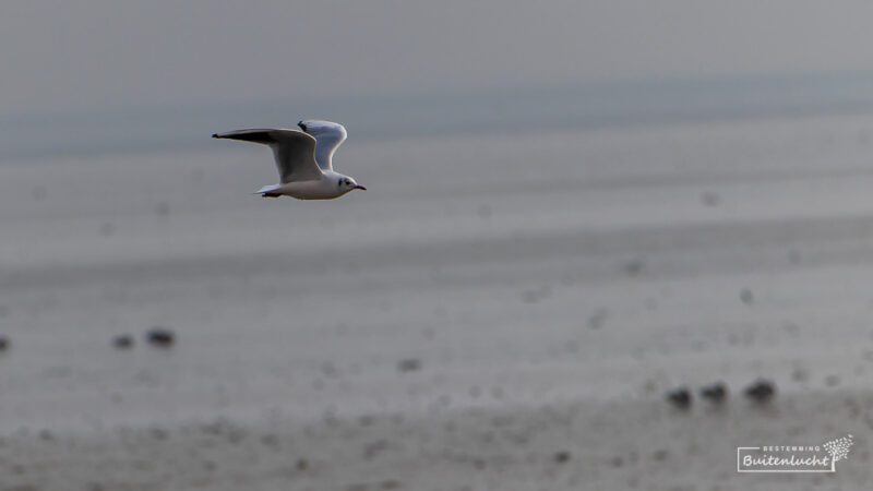 Wandelen langs de Waddenzee: Paesens-Moddergat-Wierum